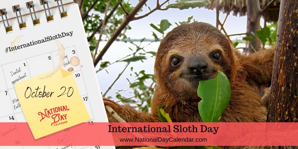 International-Sloth-Day-October-20 | friarmusings