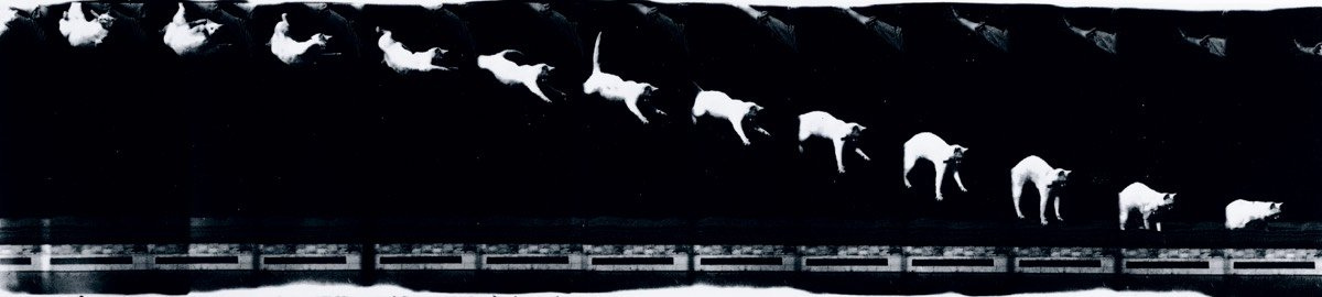 Why do cats land on their feet? | friarmusings